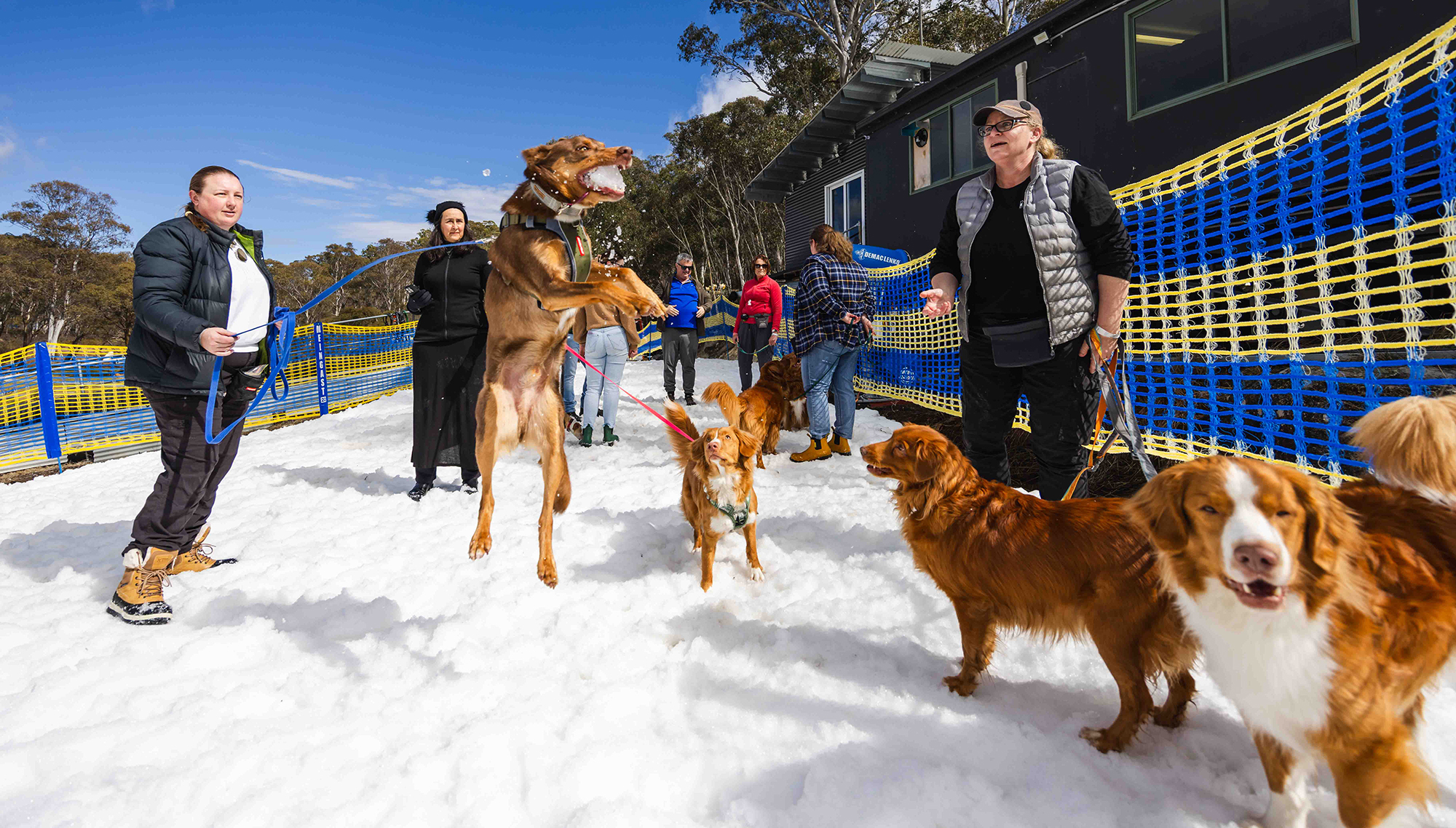 CORIN FOREST IS GOING TO THE DOGS - Snowatch